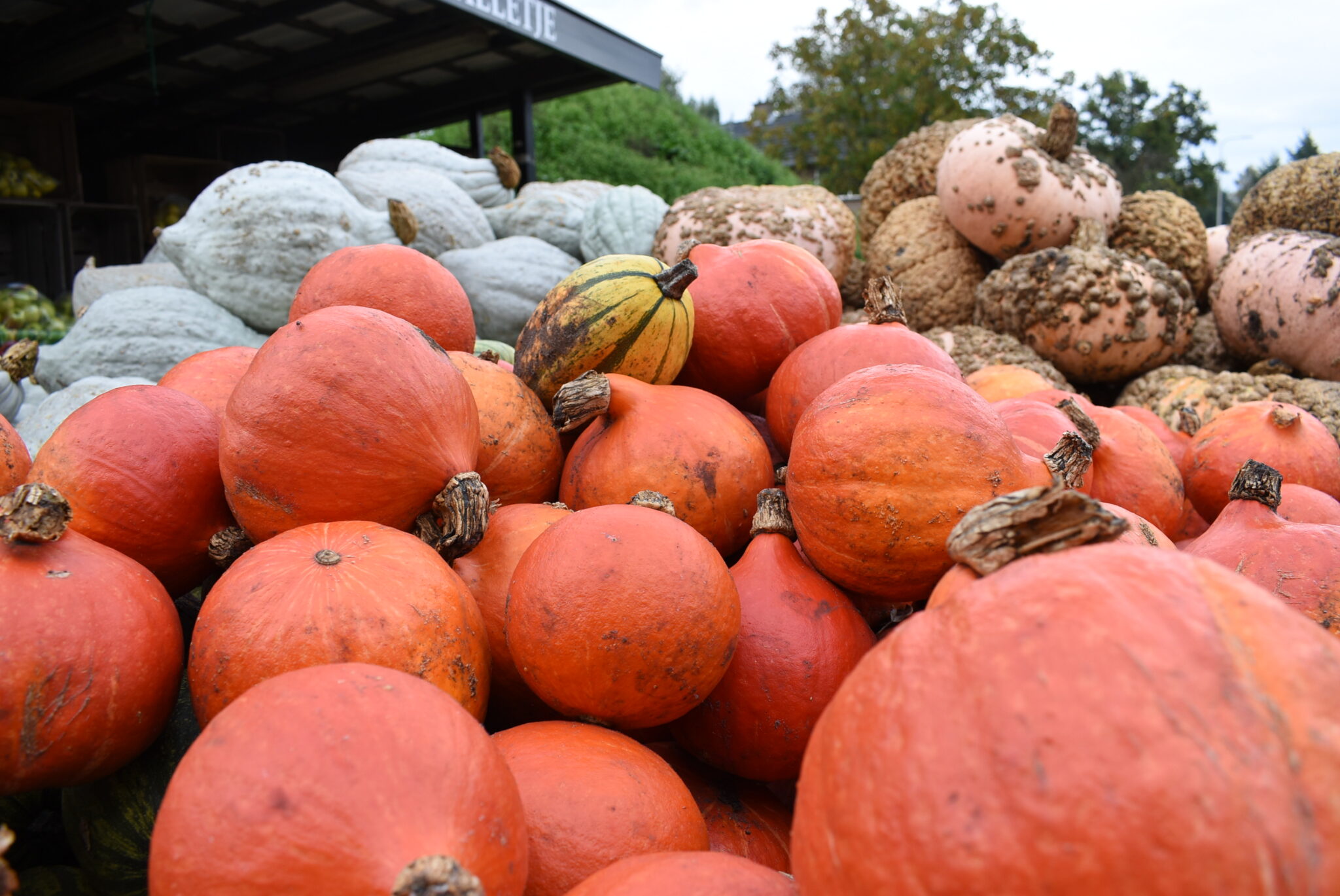Eten of uithollen, Bertie weet wel raad met pompoenen: 'Ik heb mijn ...