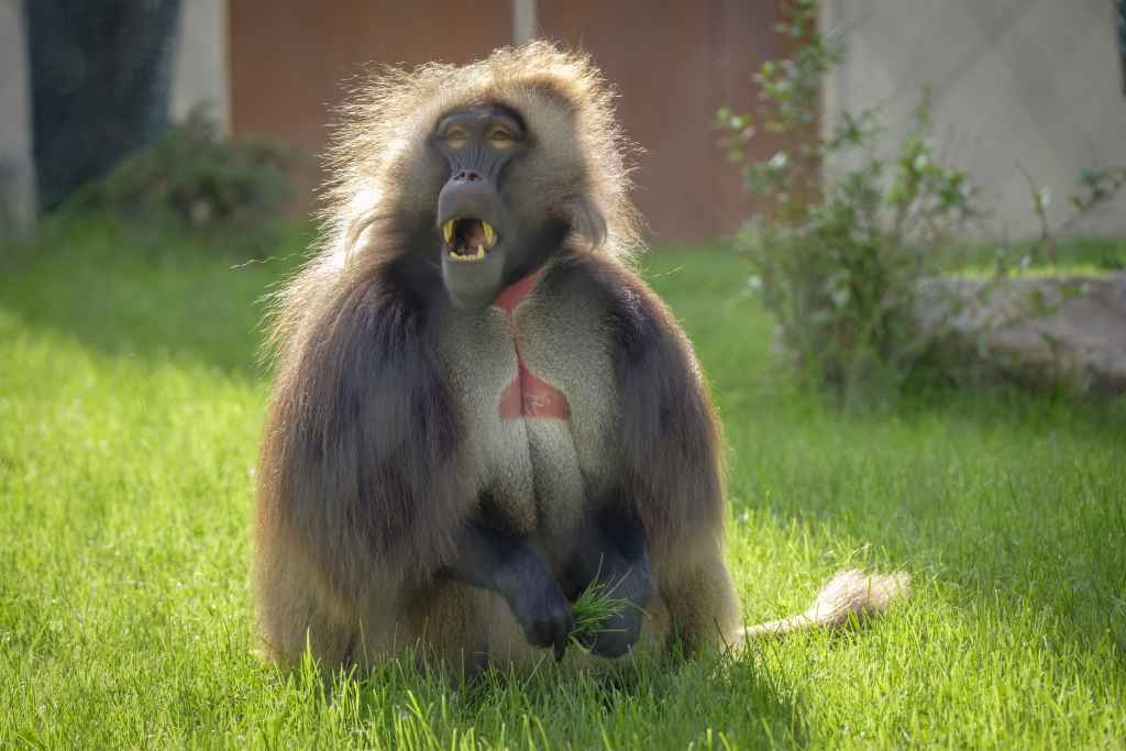 Uniek in Nederland: expressieve apen uit Ethiopië te bewonderen in ...