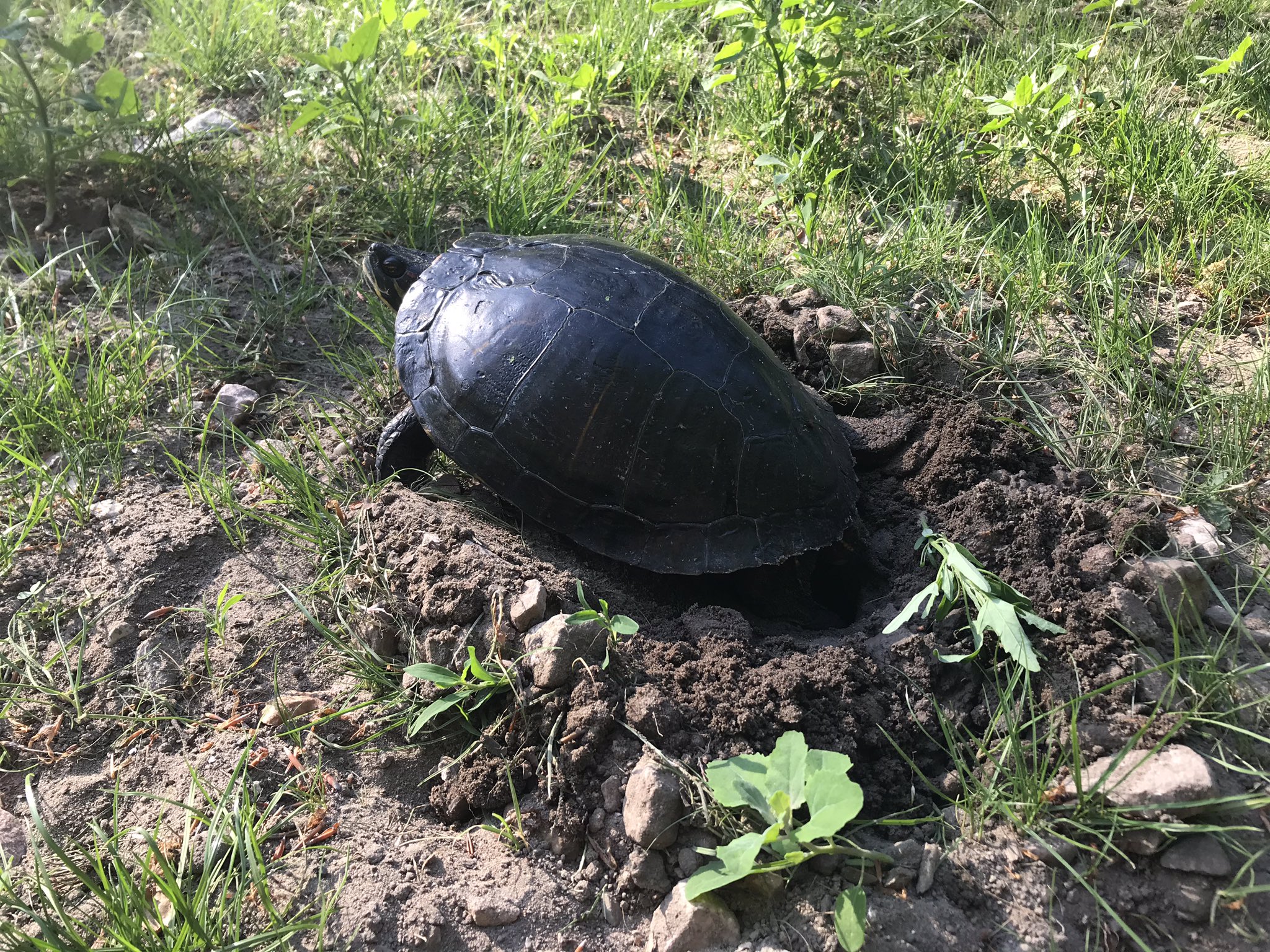 Bijzonder! Schildpad legt eieren in het Kralingse Bos