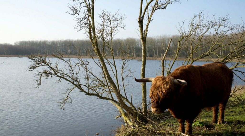 De paden op: 7 mooie natuurroutes in de omgeving van Rotterdam