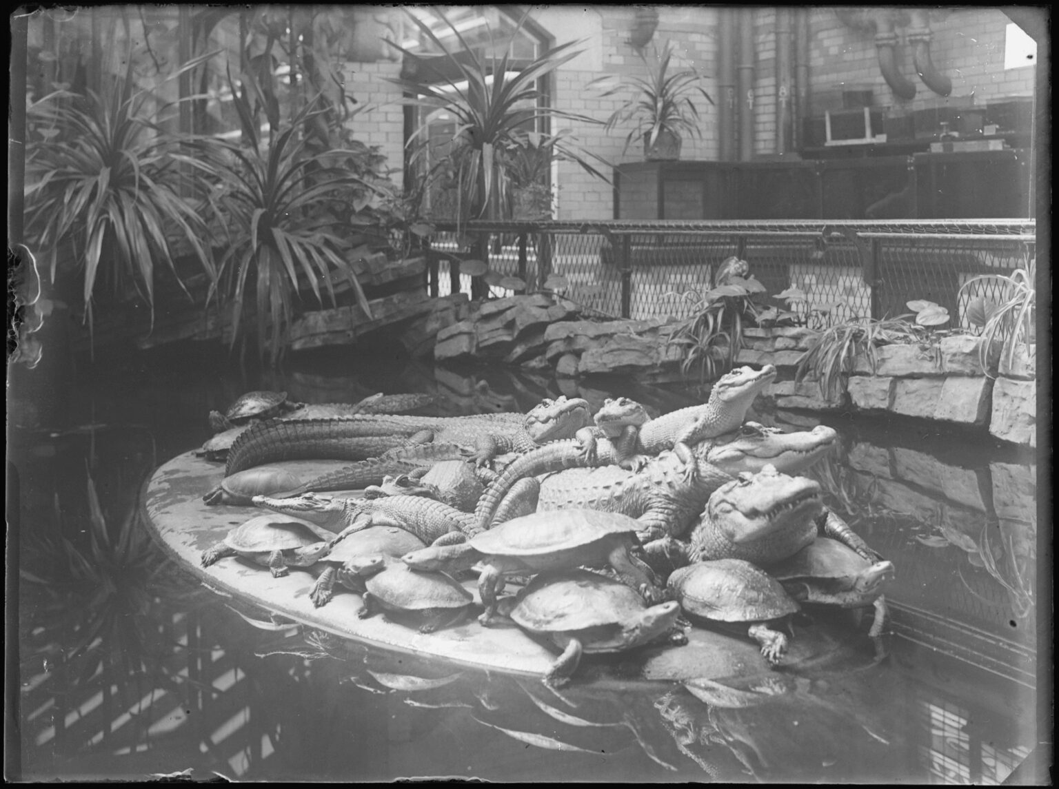 Rotterdamsche Diergaarde in beeld: zo anders was een bezoekje aan de ...