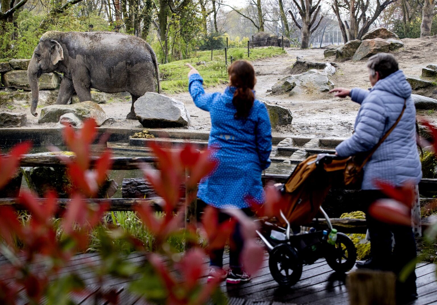 Diergaarde Blijdorp is weer open voor alle bezoekers: zo werkt het ...