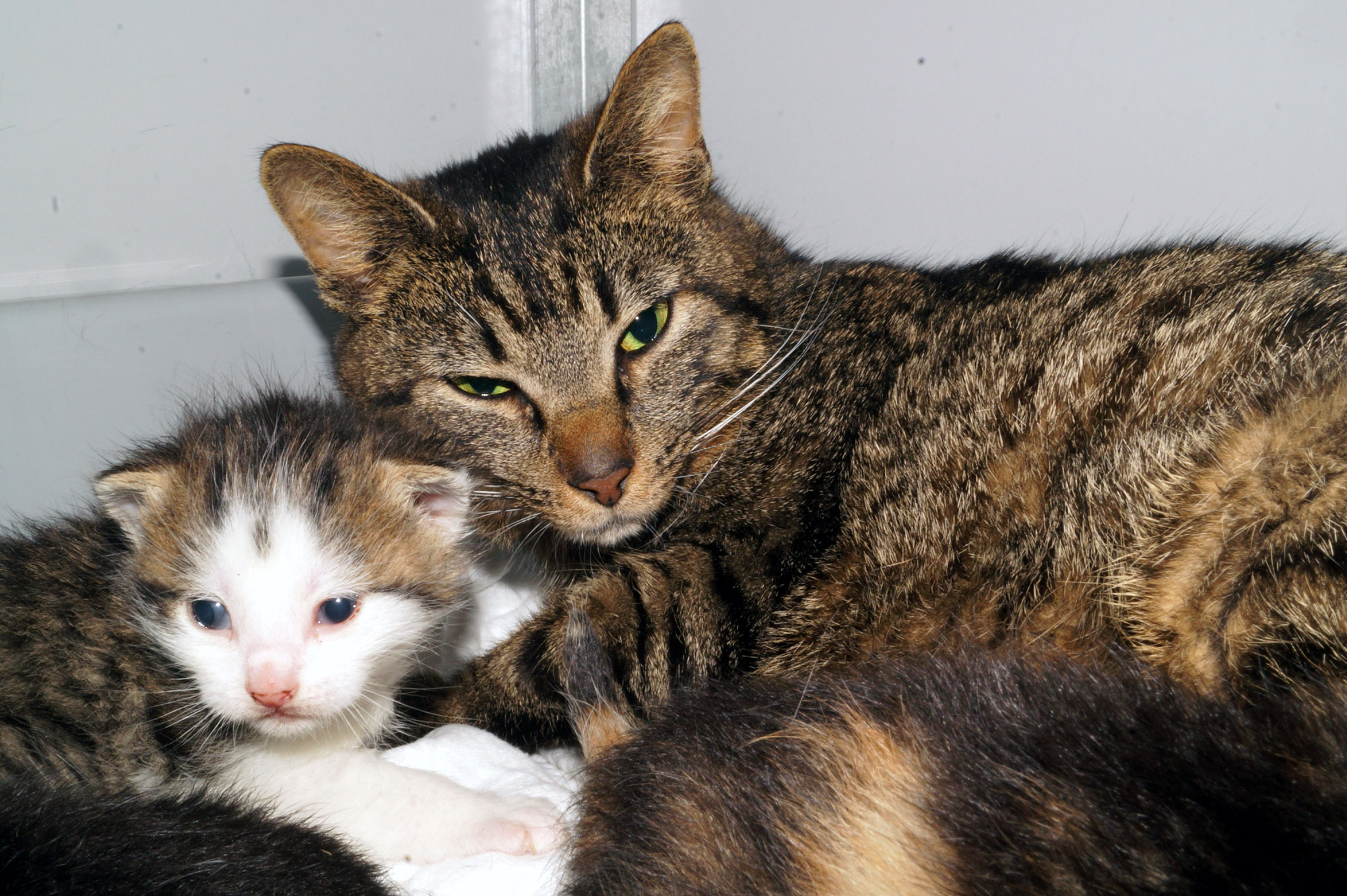 Een nestje kittens ontdekt? Dit kun je het beste doen - indebuurt Rotterdam