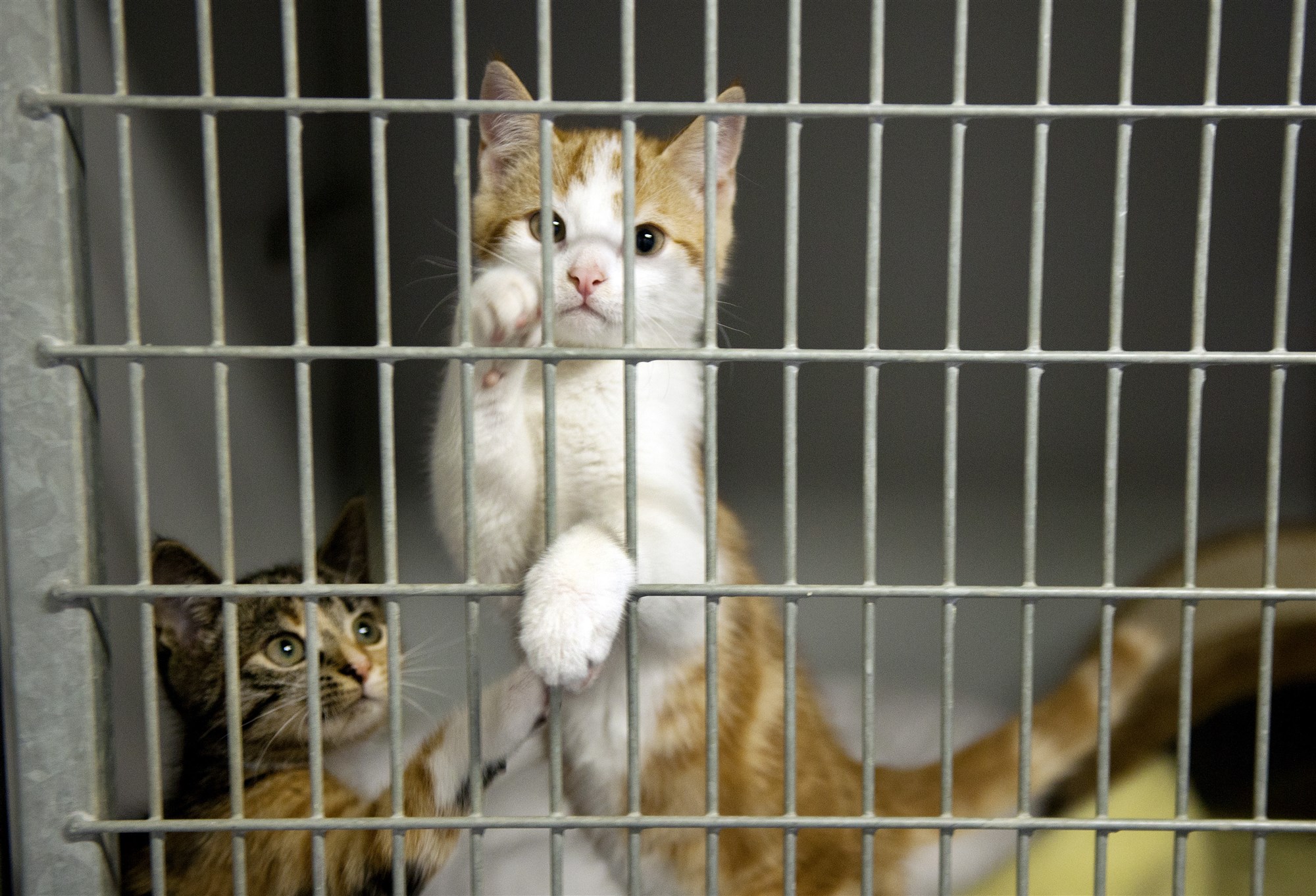 Rotterdam krijgt een extra groot dierenasiel waar ook reptielen terecht ...