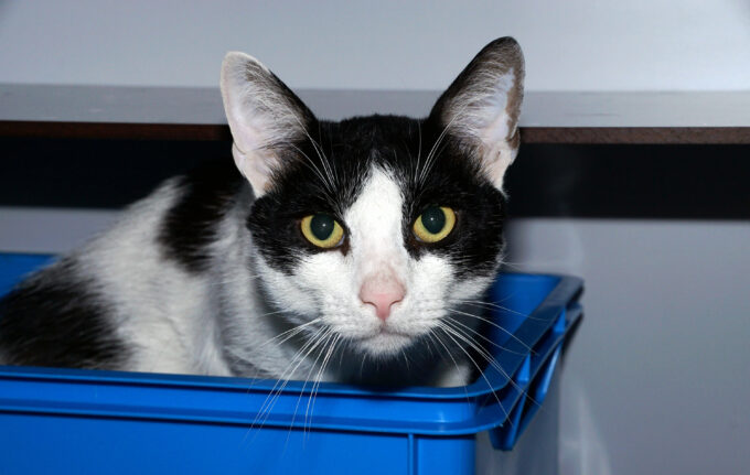 Salmiak (1) zwierf over de Rotterdamse daken en zoekt nu een fijn huis ...