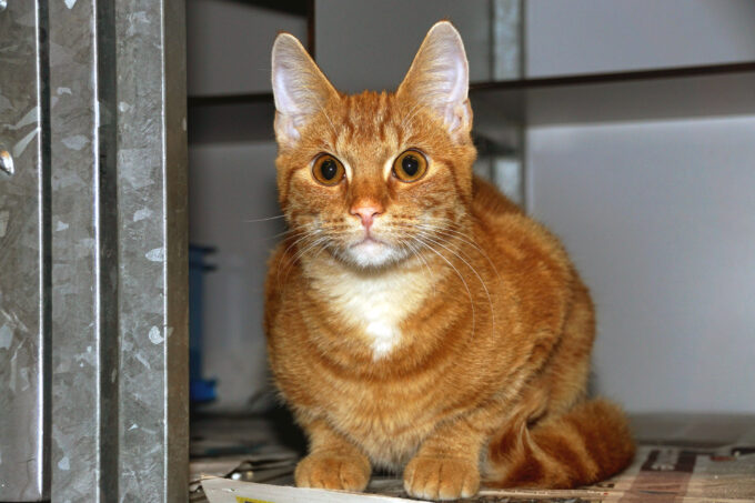 Roffa is geboren en getogen op Zuid en zoekt nu een nieuw huis
