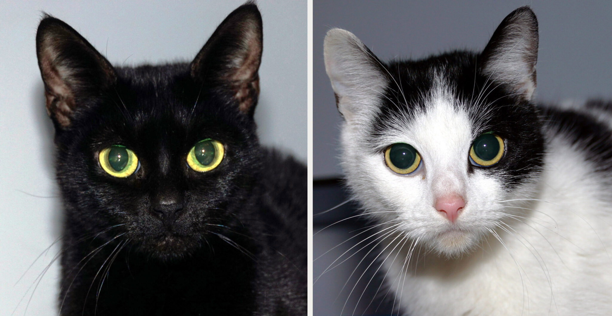 Asielkat: Salt en Peppa zijn moeder en dochter en zoeken een rustig huis