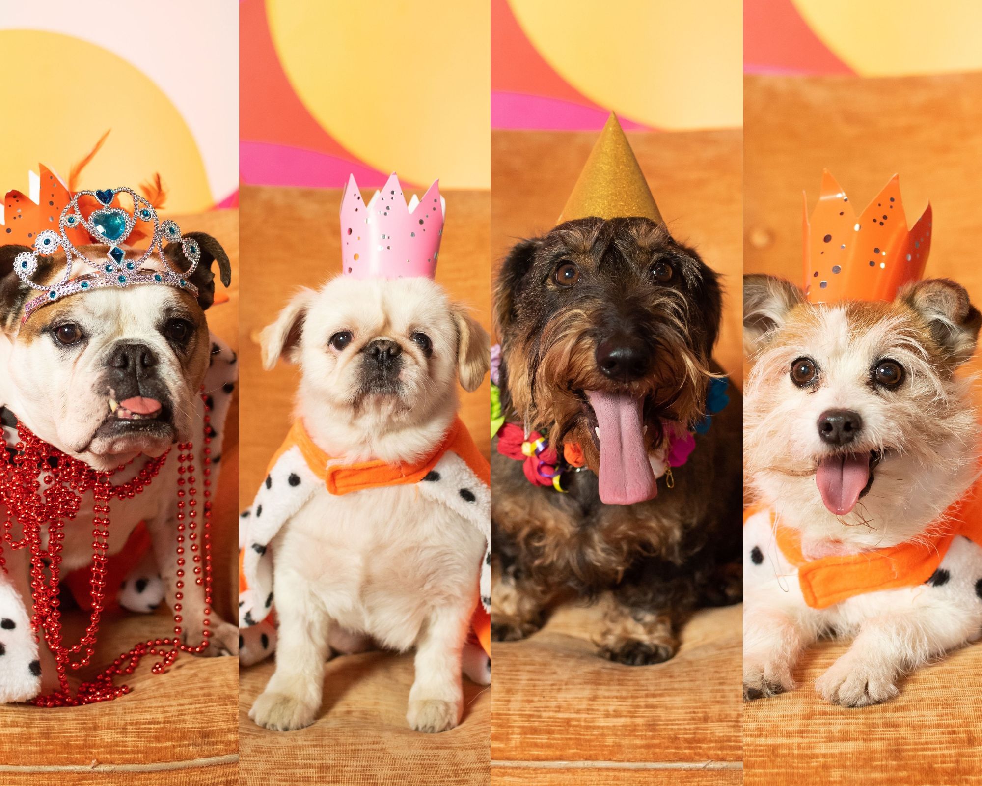 Modellen! 9 x deze honden zijn klaar voor Koningsdag