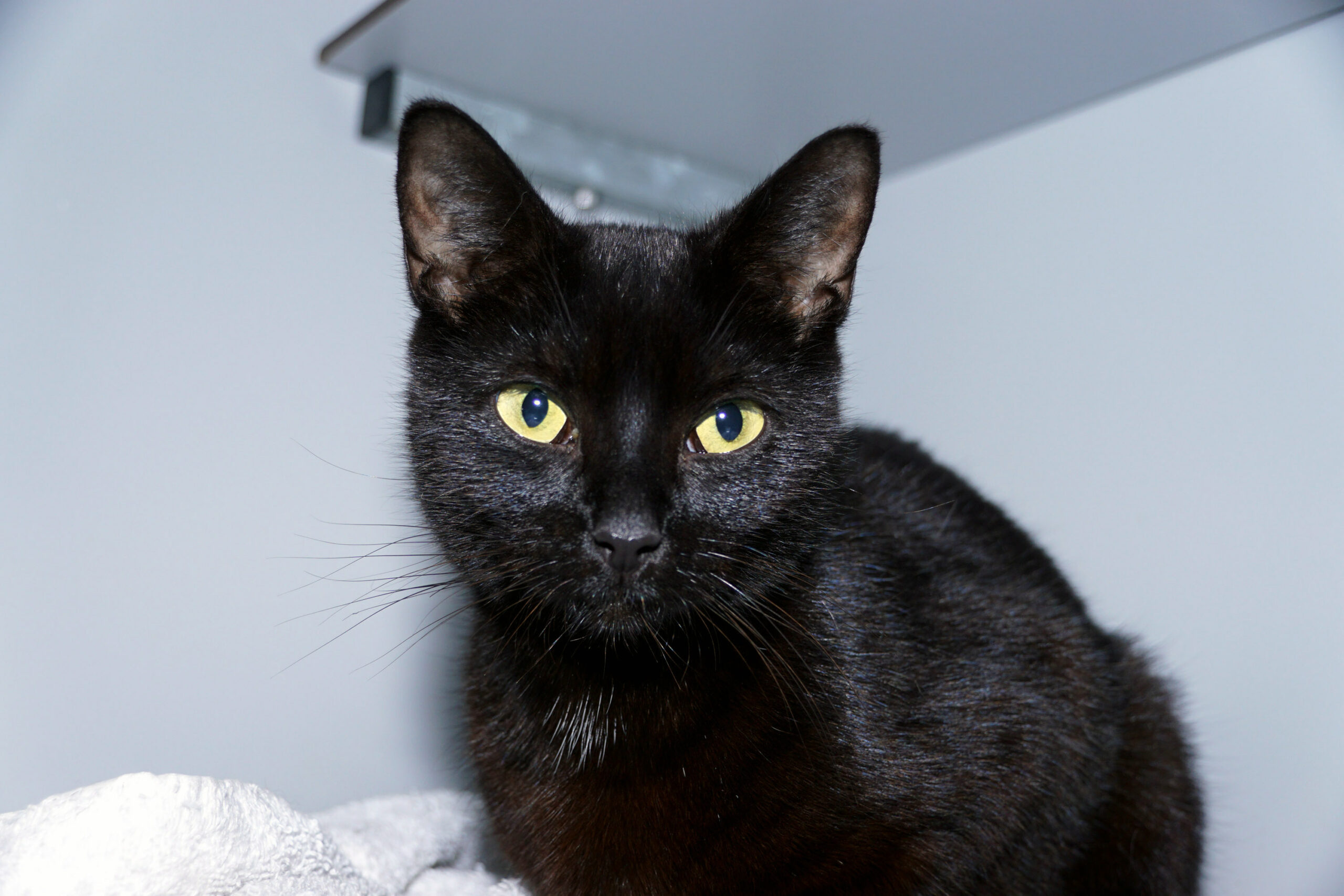 Asielkat: eigenzinnige Spriet zoekt een warm thuis