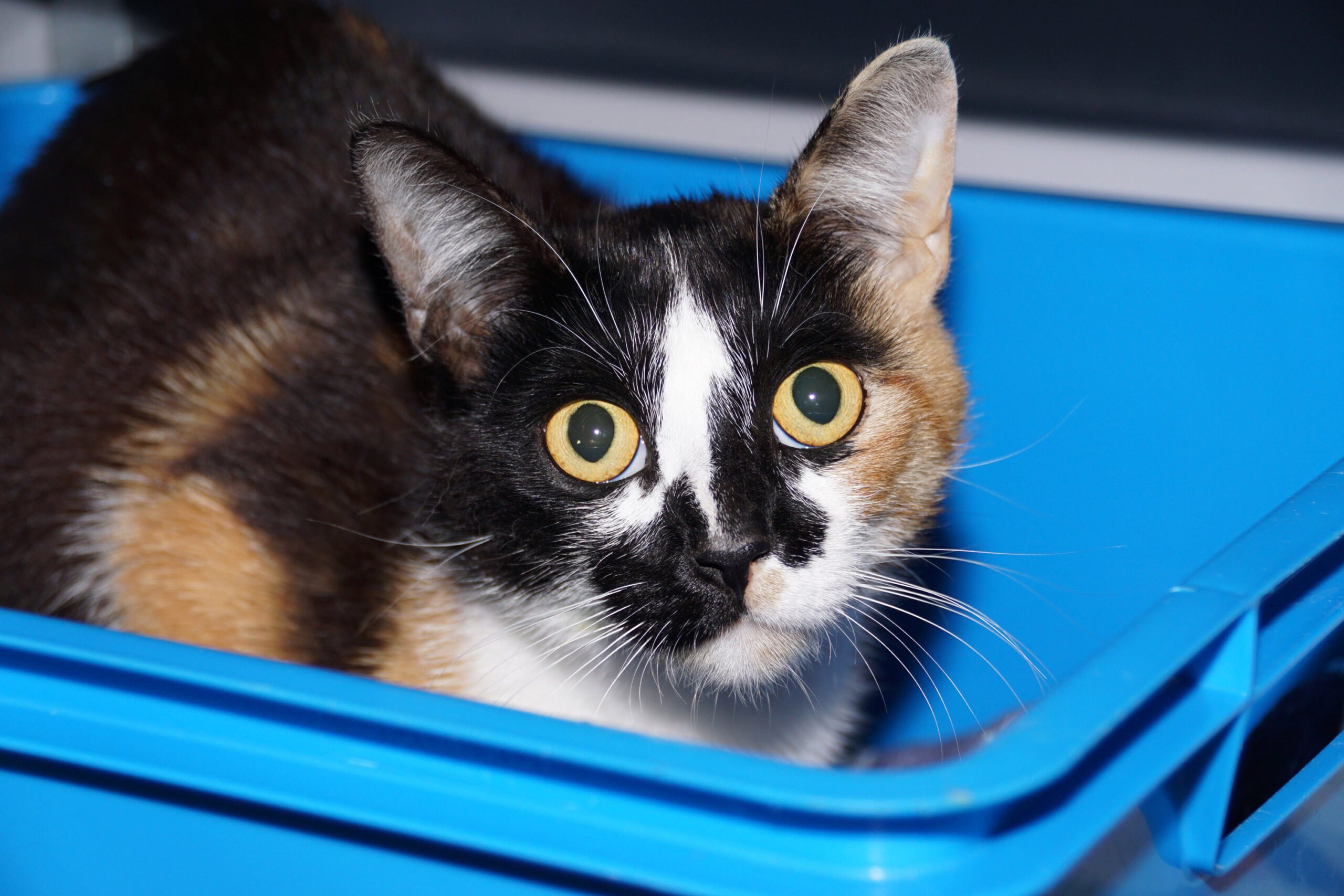 Asielkat: lapjeskat Jenny is pas 1 jaar oud en zoekt een fijn thuis ...