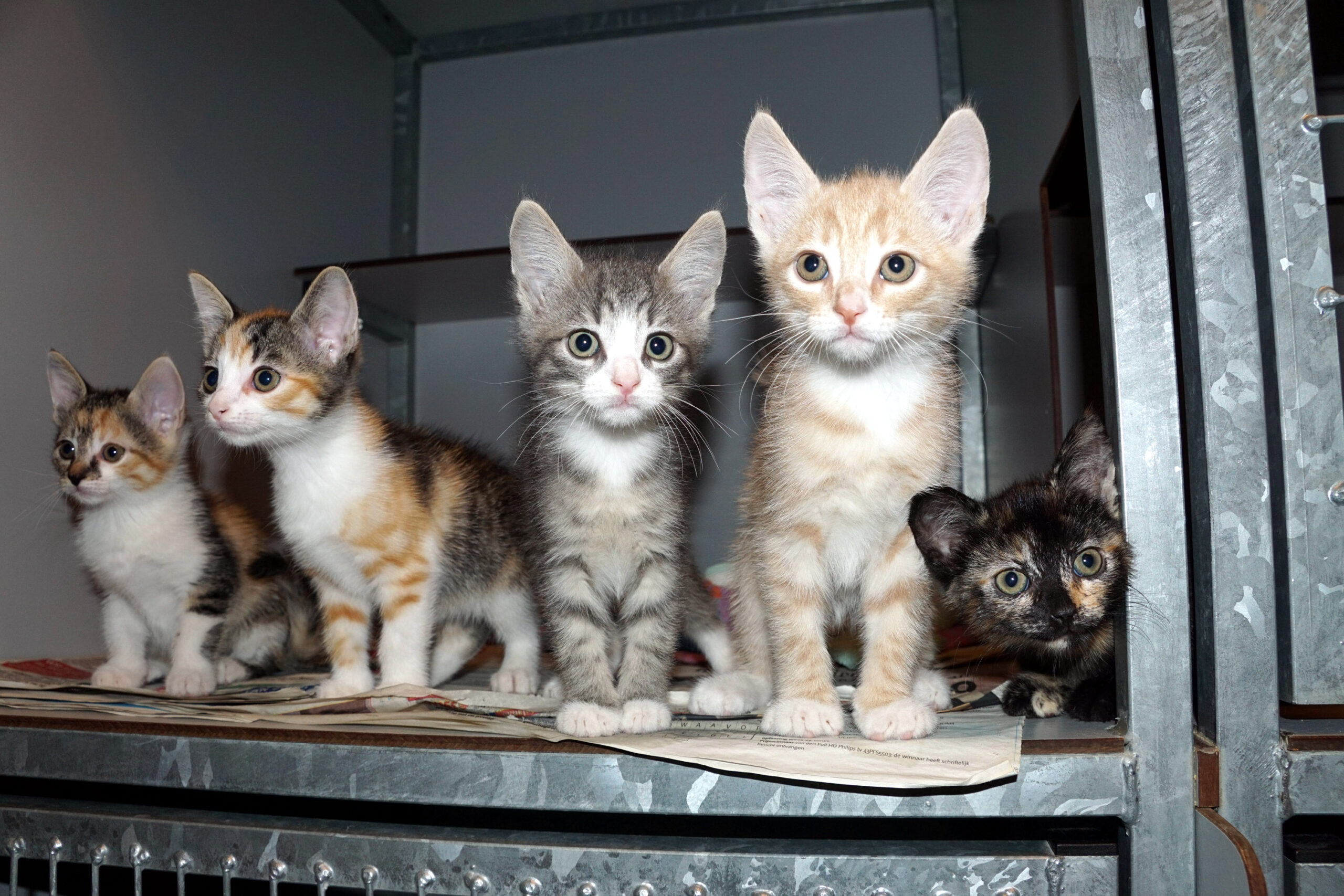 Drukte in het asiel: veel katten zoeken een nieuw thuis deze zomer