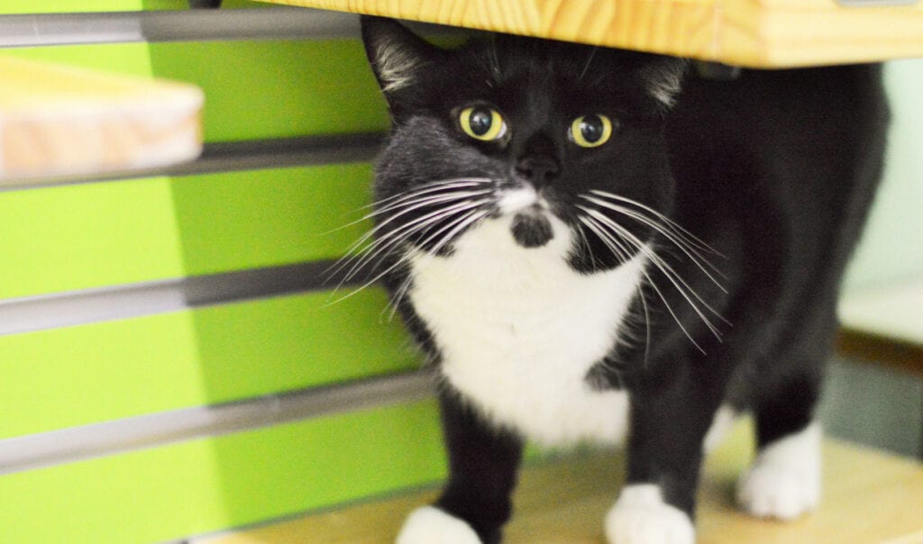 Asieldier van de week: lieve Toetie is voor de derde keer op zoek naar ...