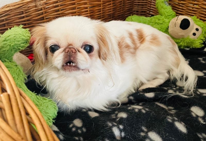 Baasje gezocht! Verlegen Hazel (13) zoekt een gouden mand