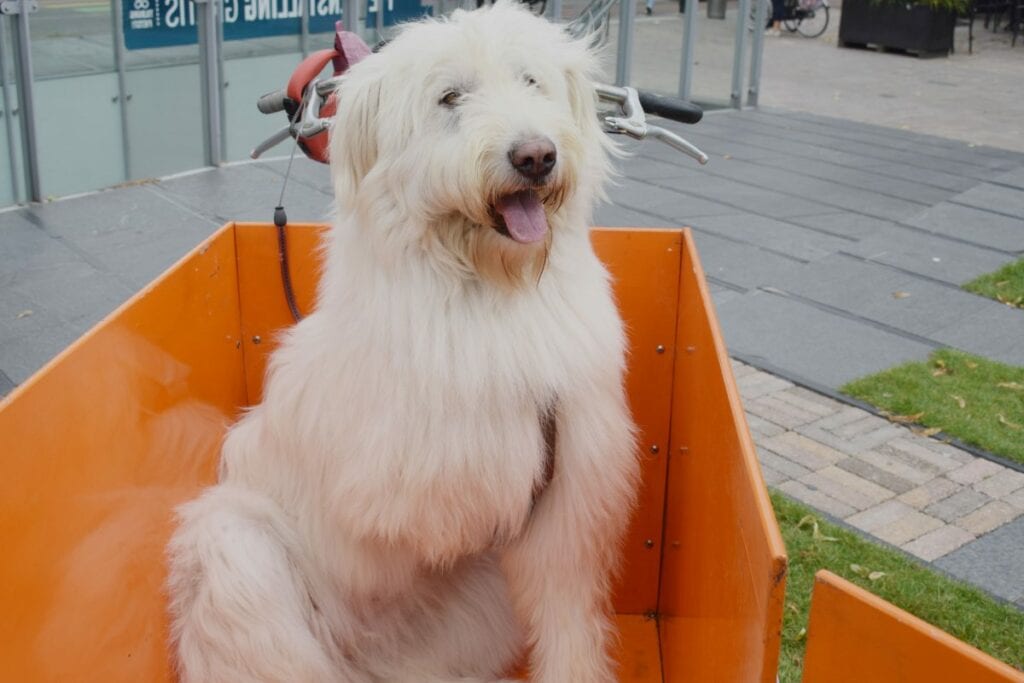 Tina en Arnold helpen gehandicapte honden: 'Mensen zijn zo dankbaar ...