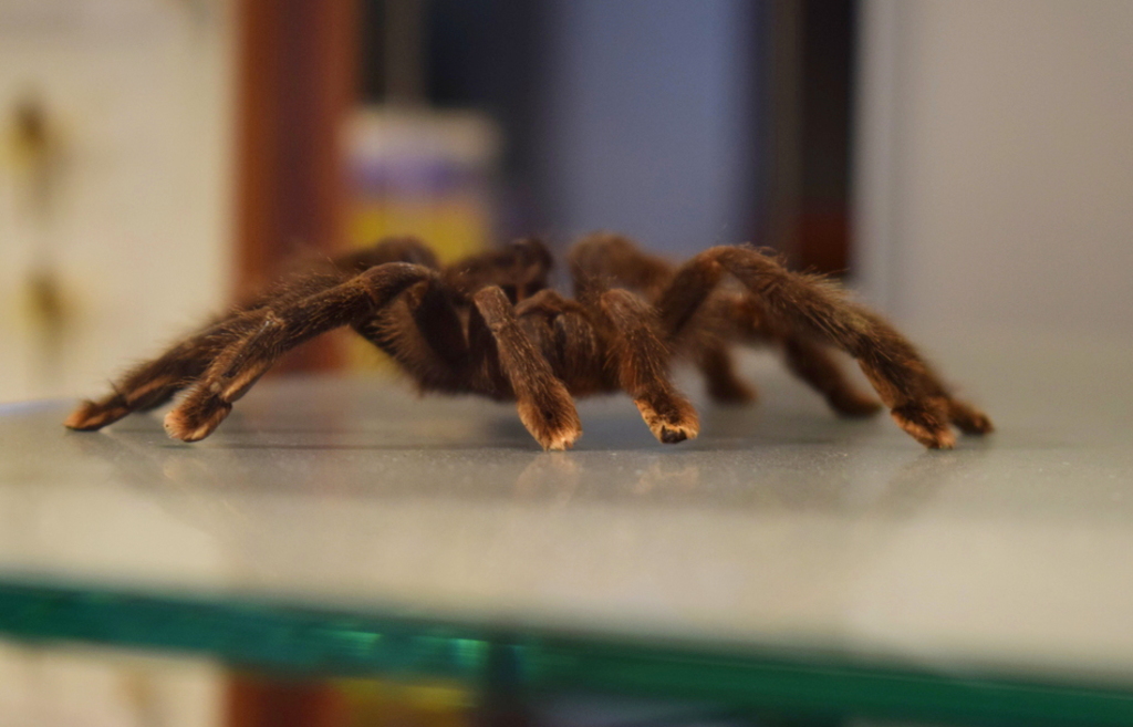 Deze bizarre beesten hebben we gespot in 2018 - indebuurt Tilburg