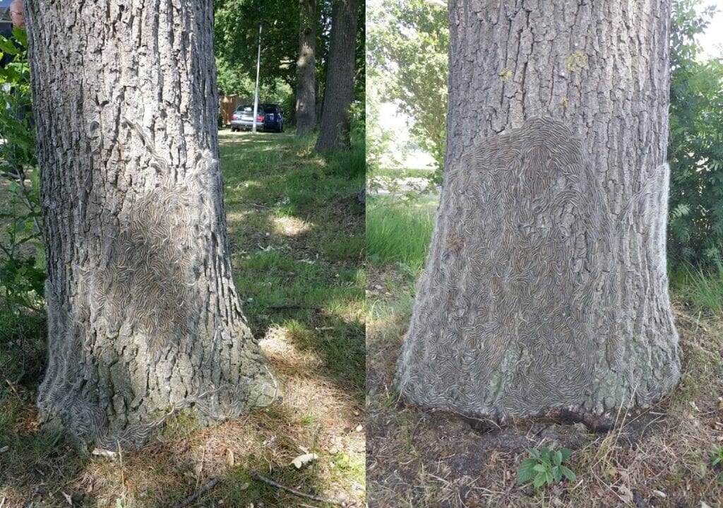 Processierups gespot in heel Tilburg: 'We zitten helemaal onder'