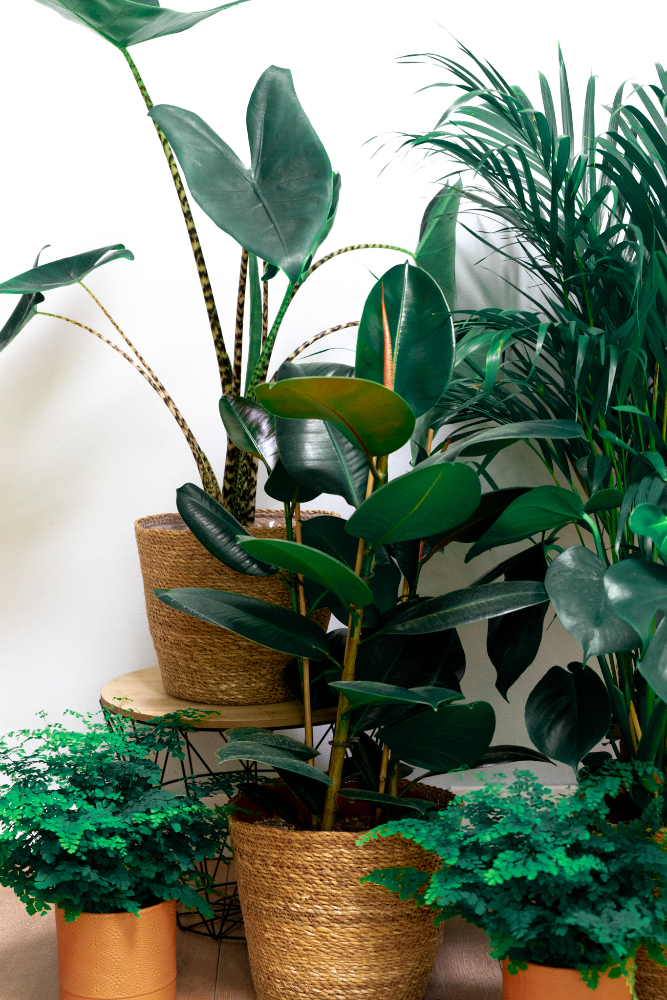 May (31) van Club Botanica: 'Er zijn voor iedereen planten die het wél ...