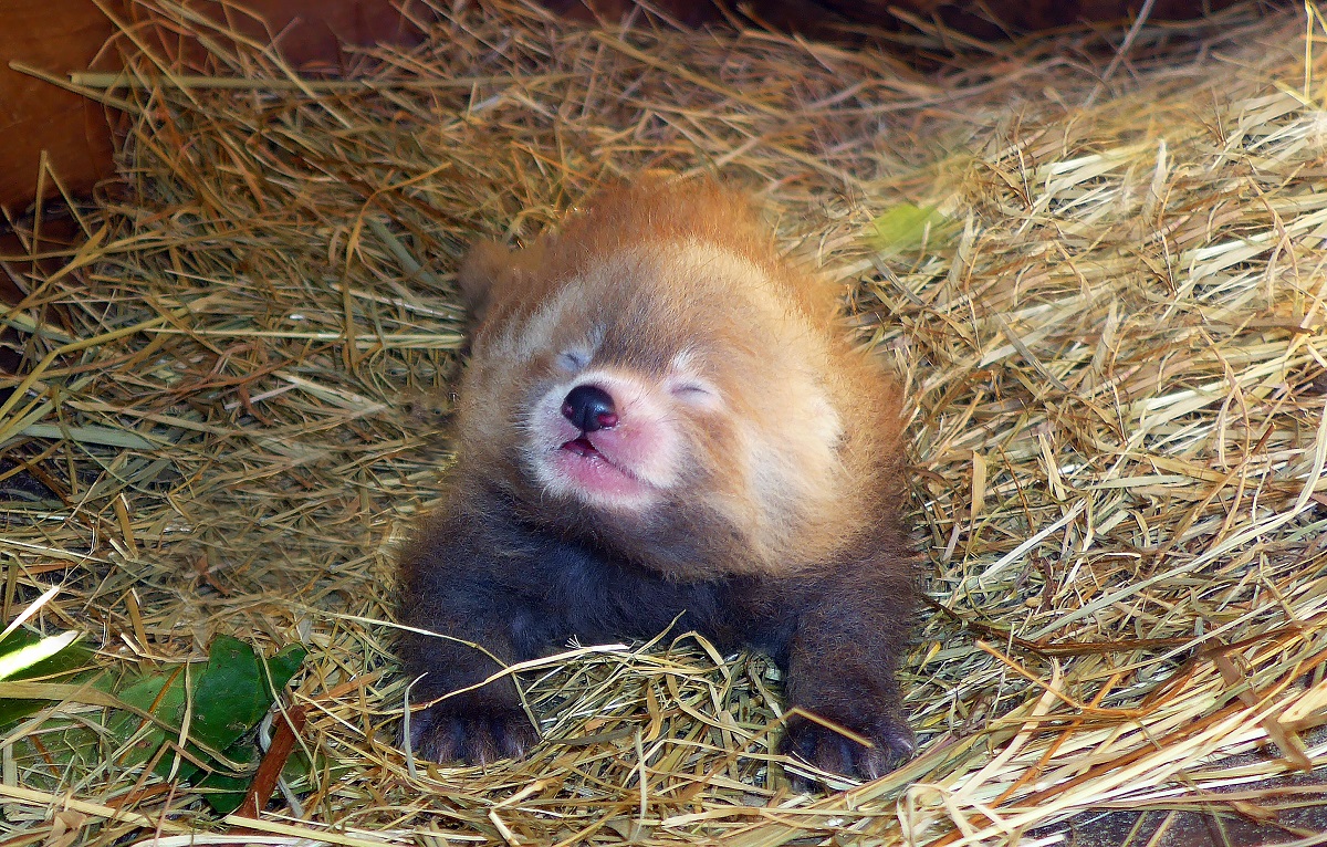 Rode panda geboren in Beekse Bergen - indebuurt Tilburg