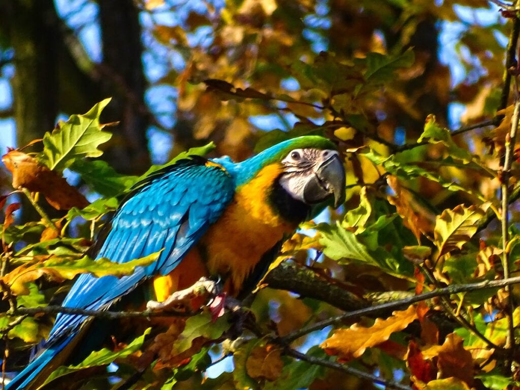 Ontsnapte papegaai gered uit het Leijpark - indebuurt Tilburg