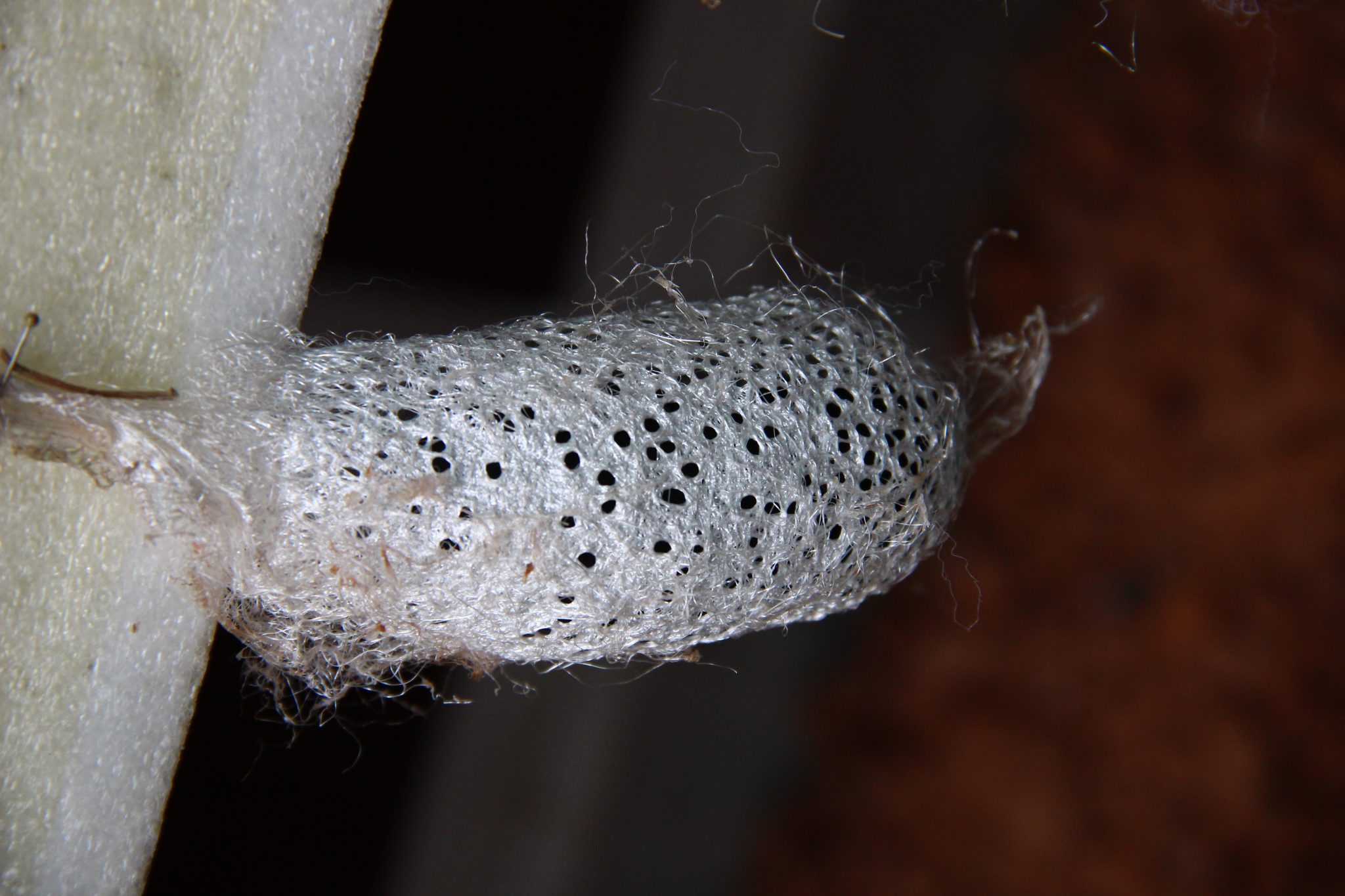 Rups, pop, vlinder! Vanaf 1 juni zie je ze vliegen in de Botanische ...