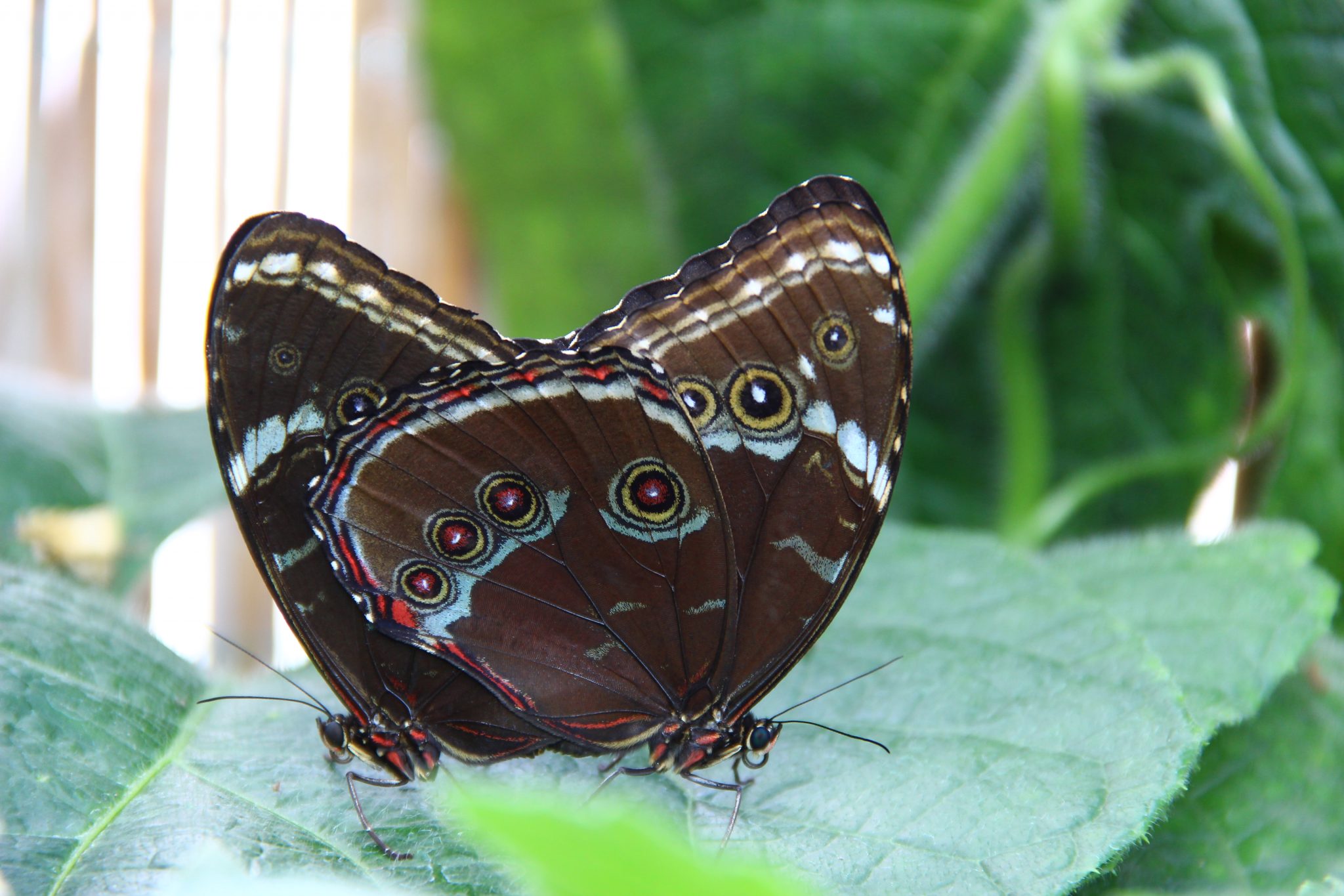 Rups, pop, vlinder! Vanaf 1 juni zie je ze vliegen in de Botanische ...