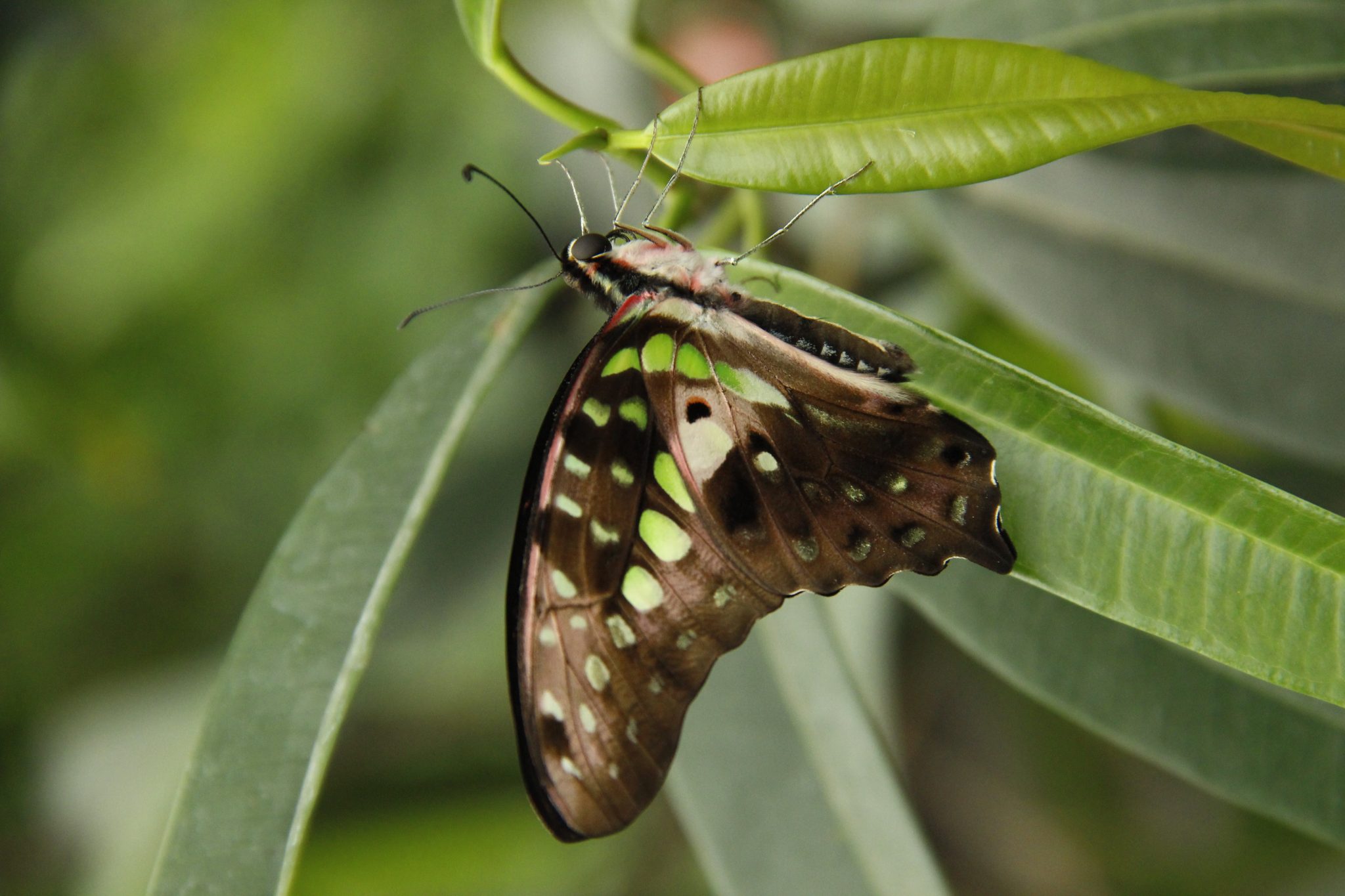 Rups, pop, vlinder! Vanaf 1 juni zie je ze vliegen in de Botanische ...