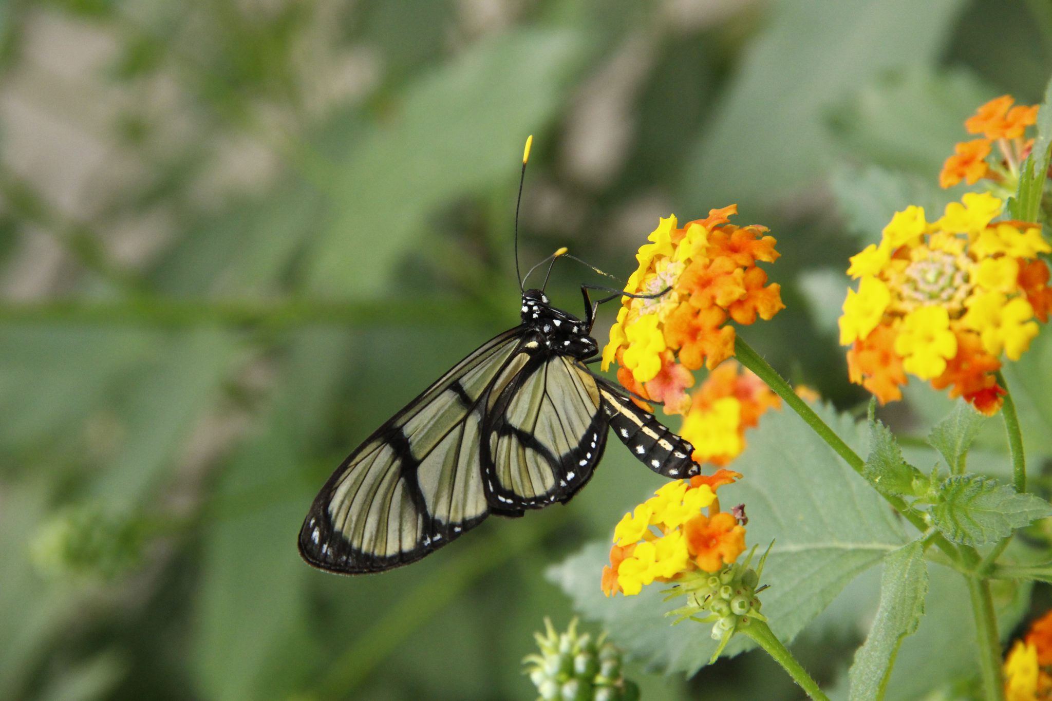 Rups, pop, vlinder! Vanaf 1 juni zie je ze vliegen in de Botanische ...