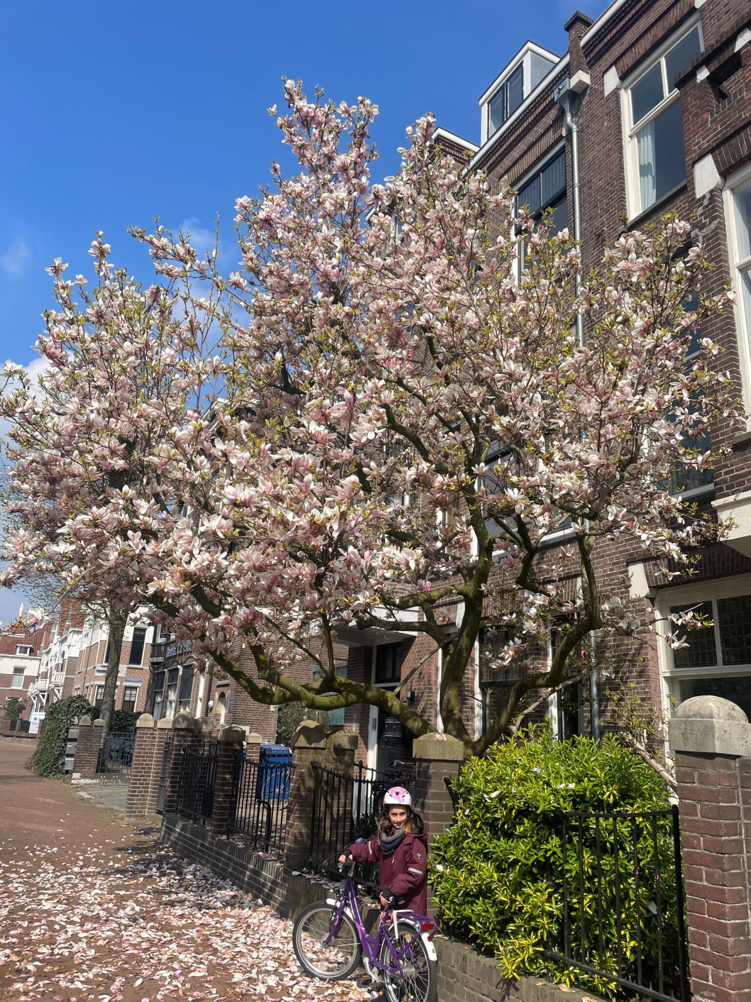 Dit zijn de grootste en prachtigste magnolia bomen van Utrecht ...