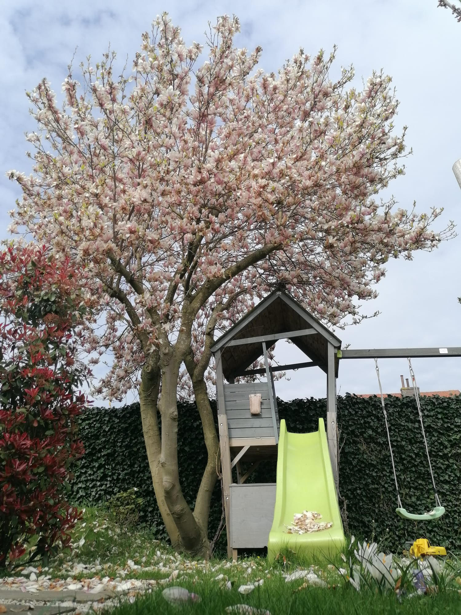 Dit zijn de grootste en prachtigste magnolia bomen van Utrecht ...