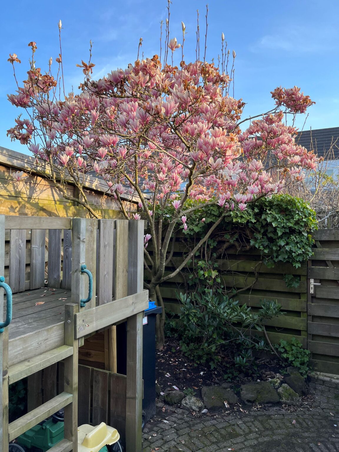 Dit zijn de grootste en prachtigste magnolia bomen van Utrecht ...