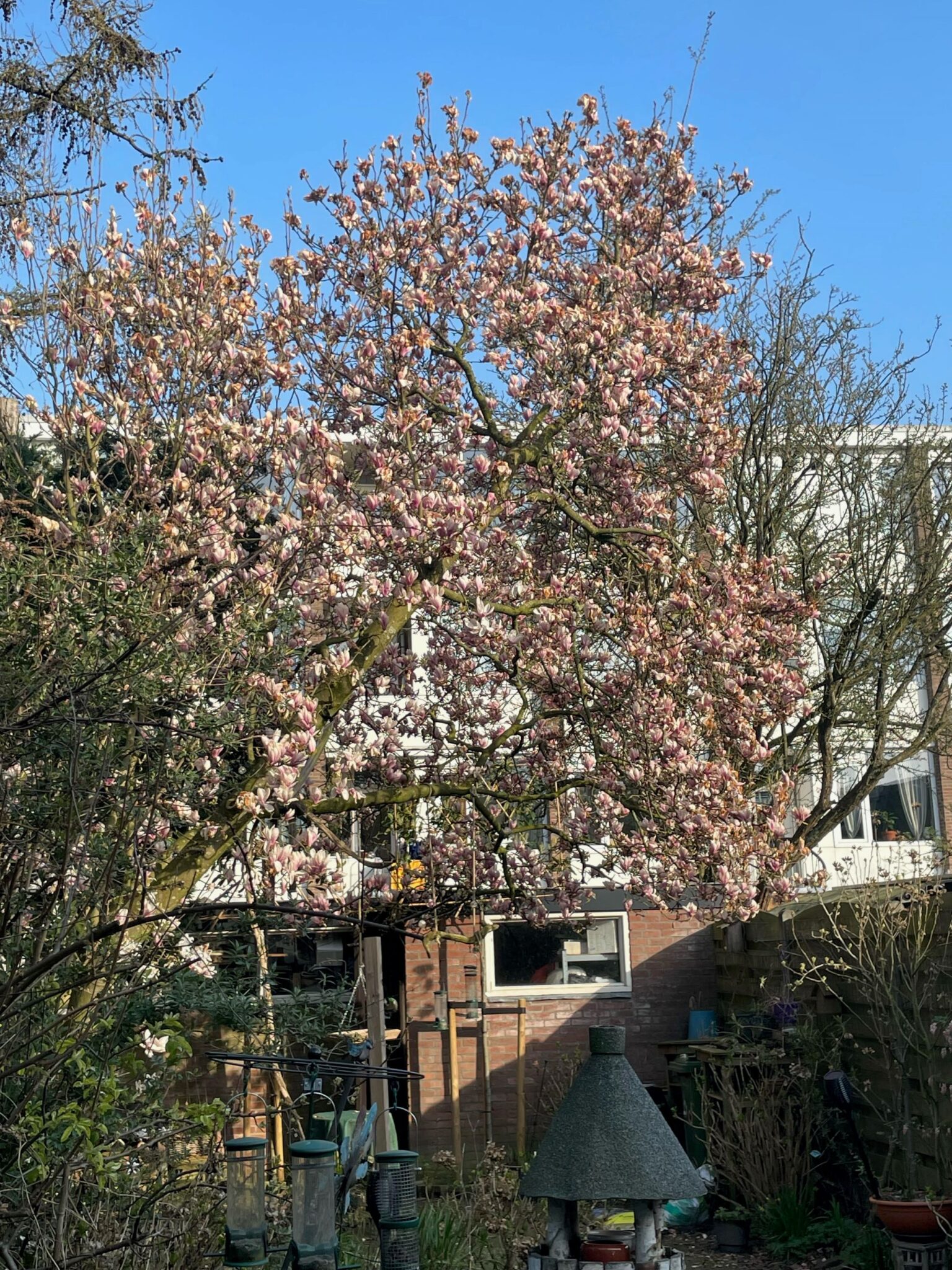 Dit zijn de grootste en prachtigste magnolia bomen van Utrecht ...