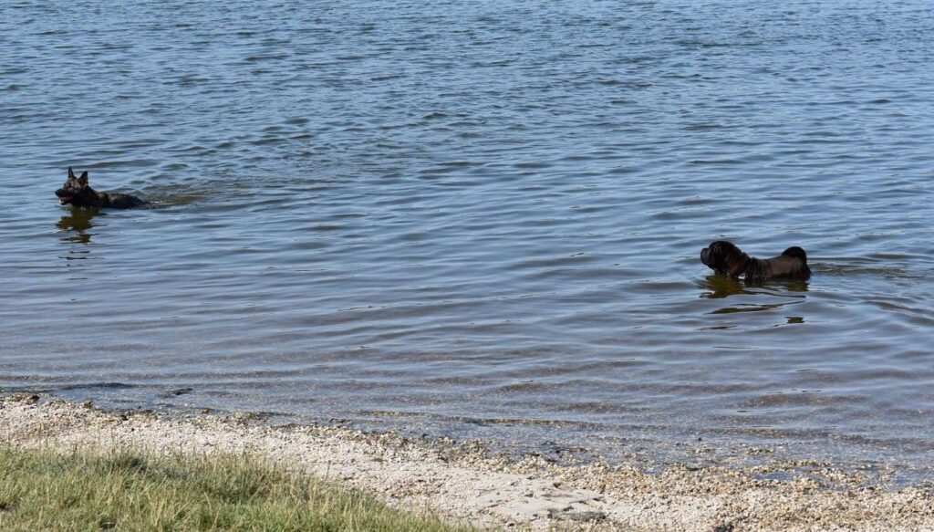 5 x hondenstrandjes in Utrecht waar je hond lekker mag zwemmen