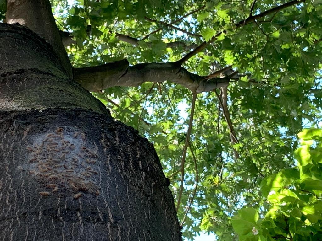 Minder jeuk: de eikenprocessierups verpopt zich deze maand tot vlinder