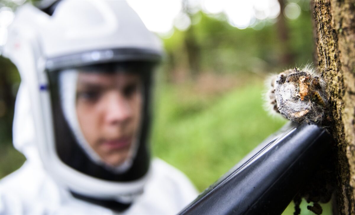Processierups: een gevreesde 'jeukzomer' blijft uit en dit is waarom