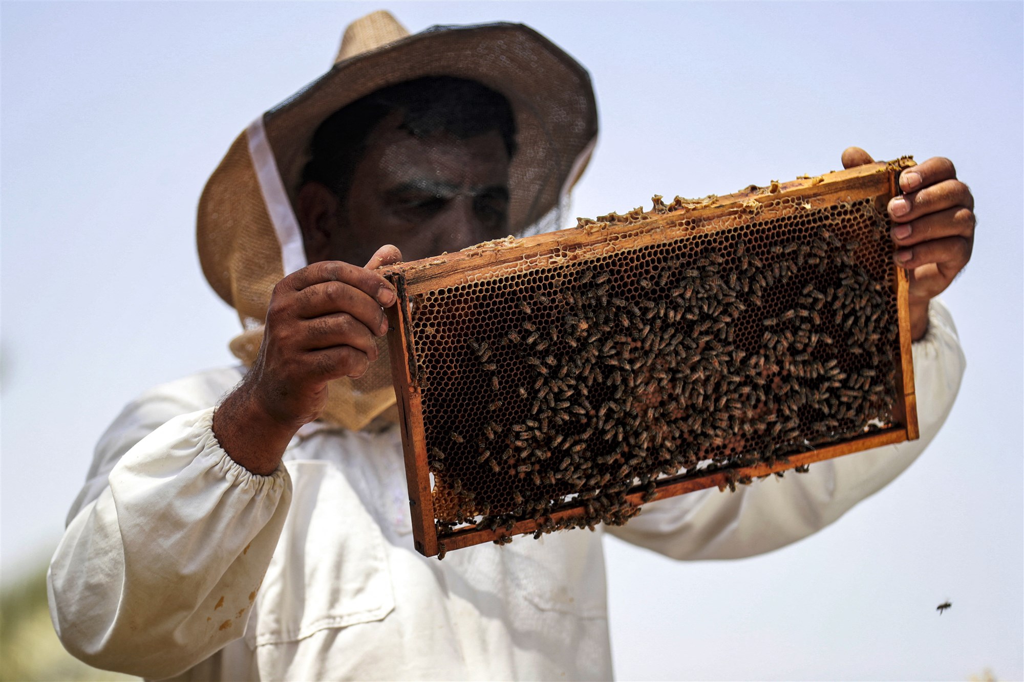 Een BIJzonder leuk uitje: bezoek een imker tijdens de Landelijke Open ...