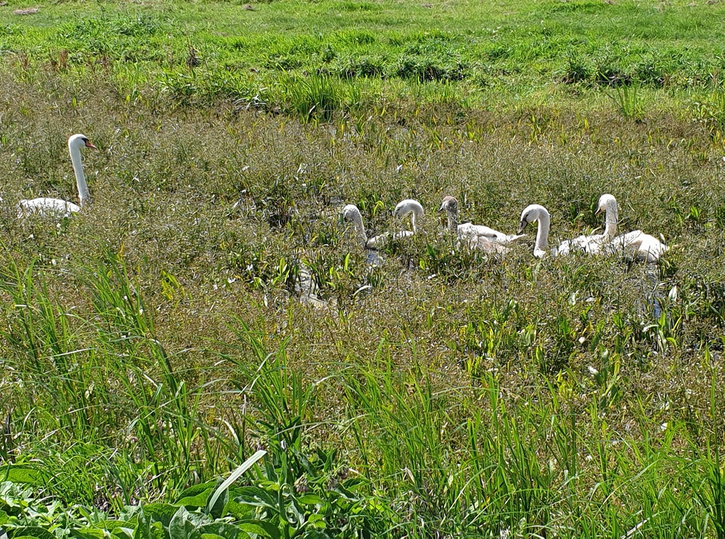 Daniël Gerritsen LIJST13 PVV Alternatief voor Vlaardingen - Oozo.nl