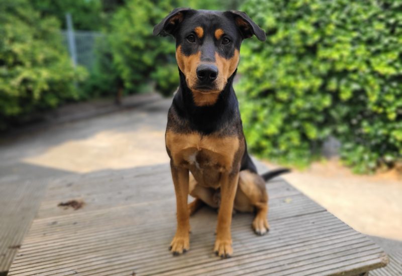 Baasje gezocht! Goofy is een echte pechvogel... ehh, hond - indebuurt ...