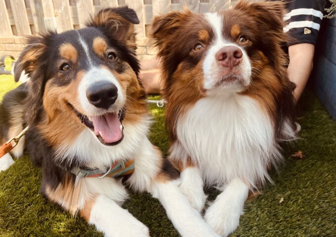 Modeltreinexpress - indebuurt Vlaardingen