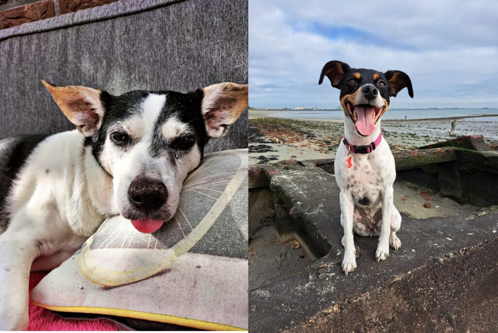 Van Duck Duck tot Raya: dit zijn volgens jullie de leukste Vlissingse ...