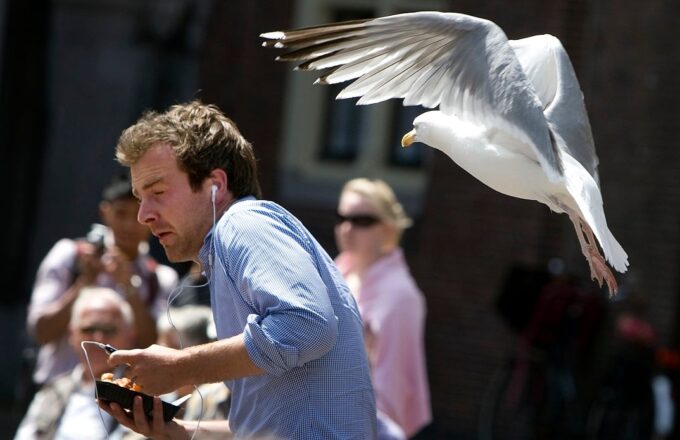 Dieren Archives - indebuurt Vlissingen