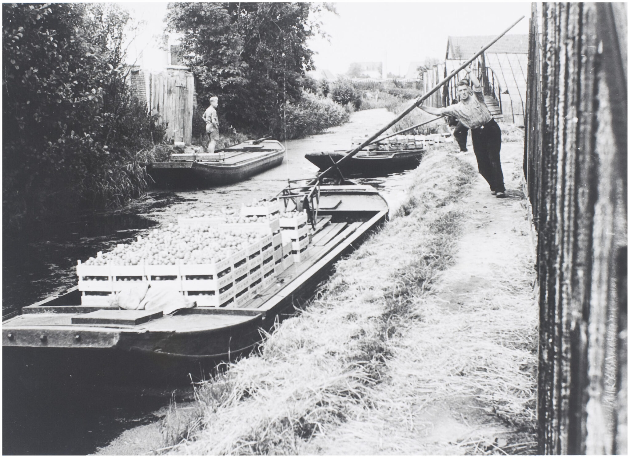 Toen schuiten nog naar de veiling in Poeldijk gingen: deze oude foto's ...