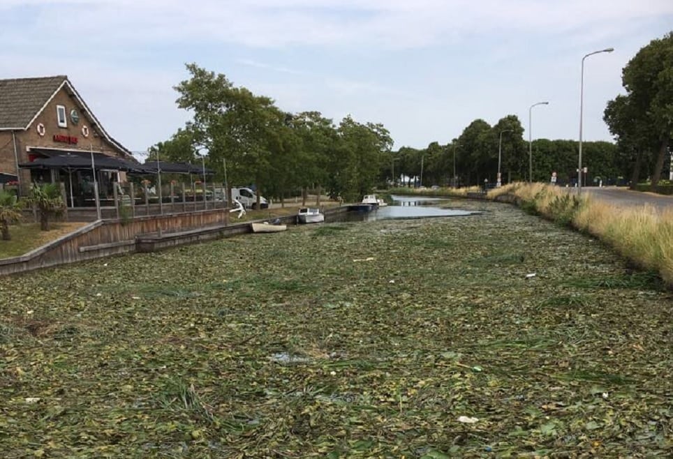 Wow, de Leidse Rijn bij Harmelen ziet groen en dit is waarom ...