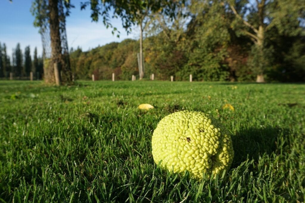 Mysteries opgelost: Wat zijn die exotische groene vruchten in het ...