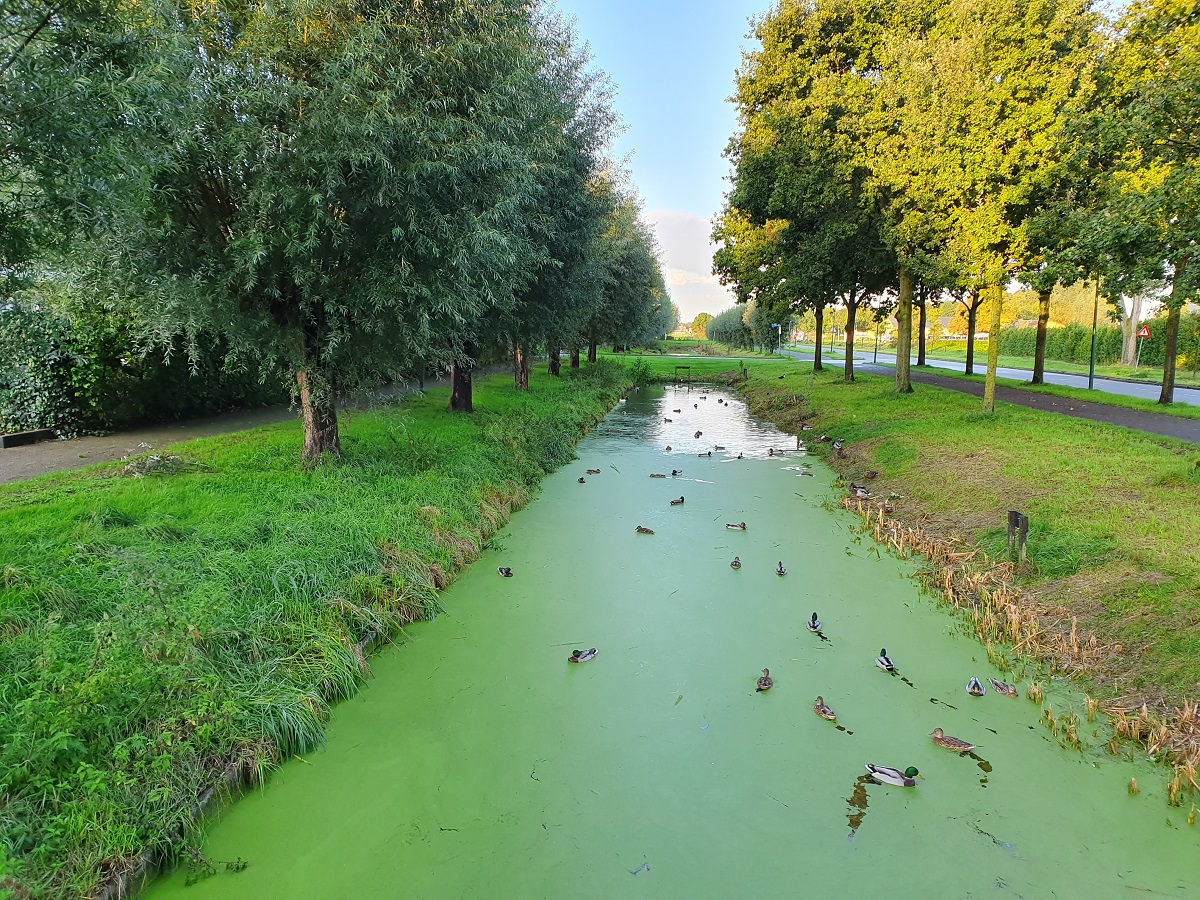 Mysteries opgelost: waarom er 120 (!) eenden bij elkaar in dezelfde ...