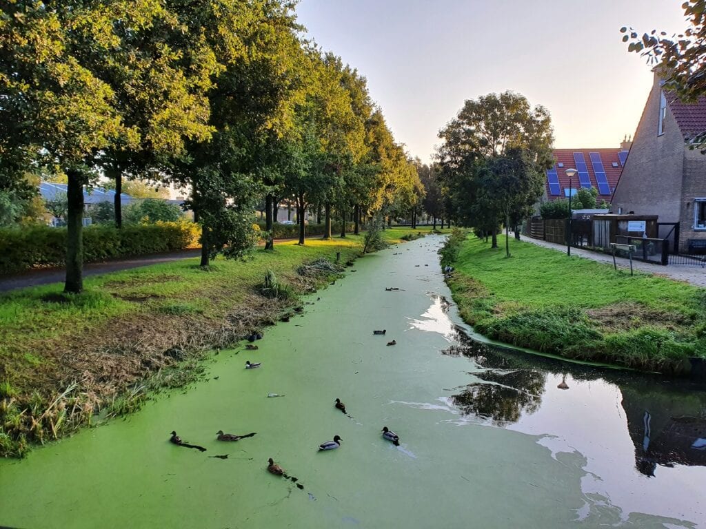 Mysteries opgelost: waarom er 120 (!) eenden bij elkaar in dezelfde ...