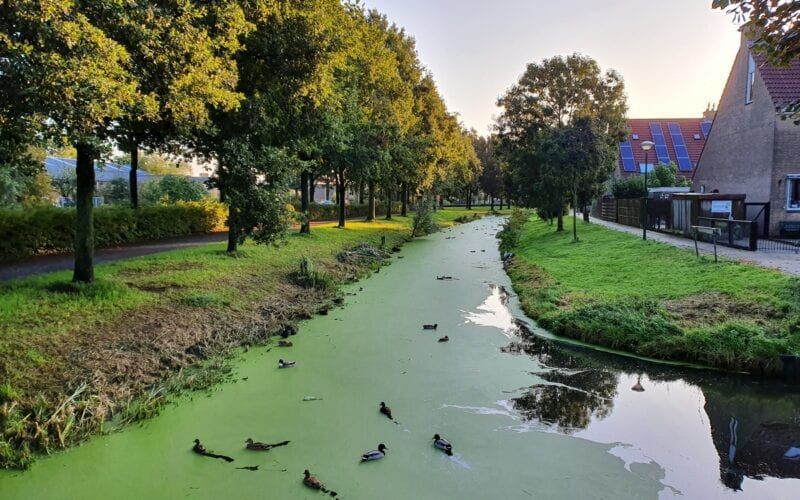 Mysteries opgelost: waarom er 120 (!) eenden bij elkaar in dezelfde ...