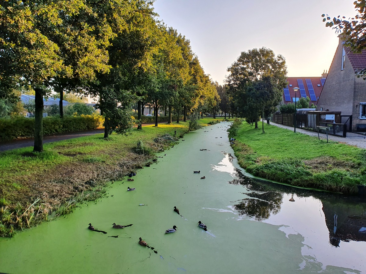 Mysteries opgelost: waarom er 120 (!) eenden bij elkaar in dezelfde ...