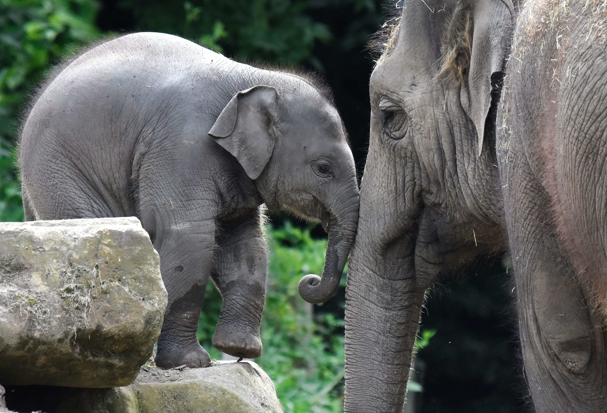 Diergaarde Blijdorp - indebuurt Woerden
