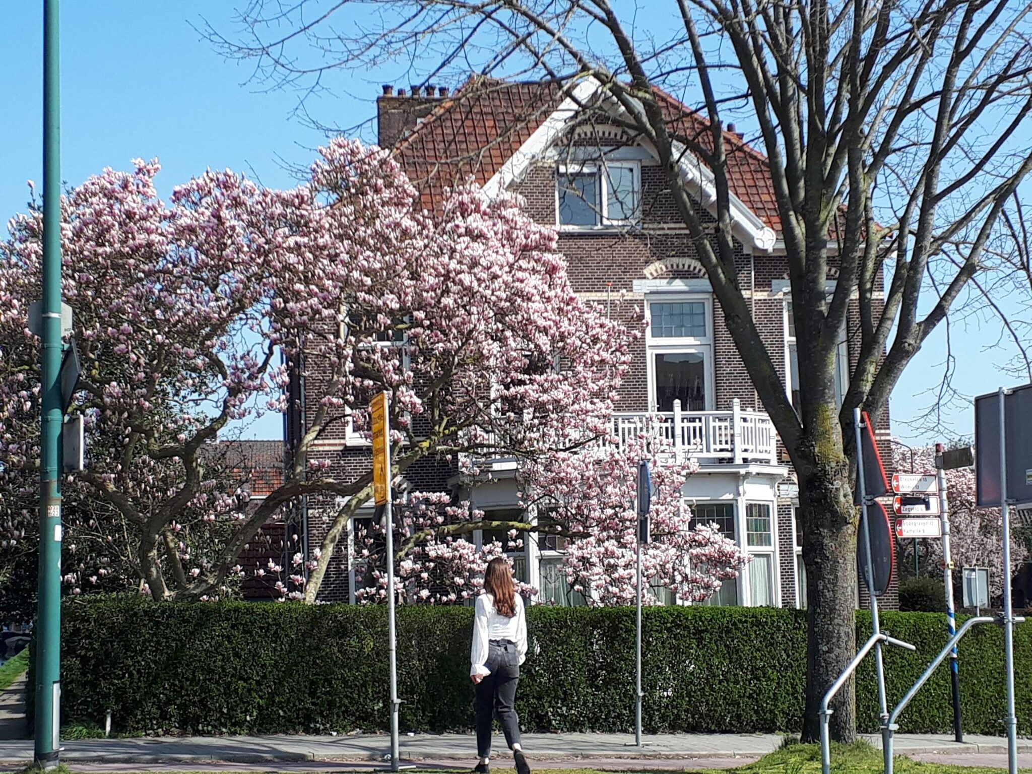 Wauw! Dit zijn de grootste en mooiste magnolia bomen in Woerden ...