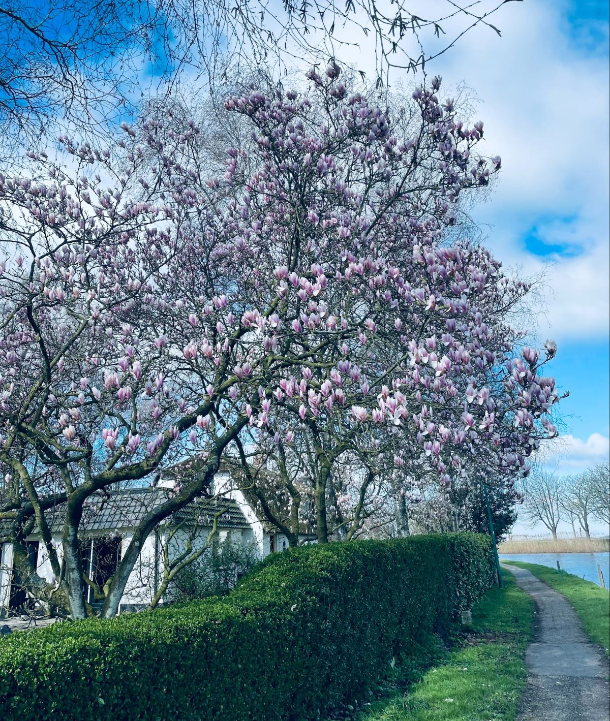 Wauw! Dit zijn de grootste en mooiste magnolia bomen in Woerden ...